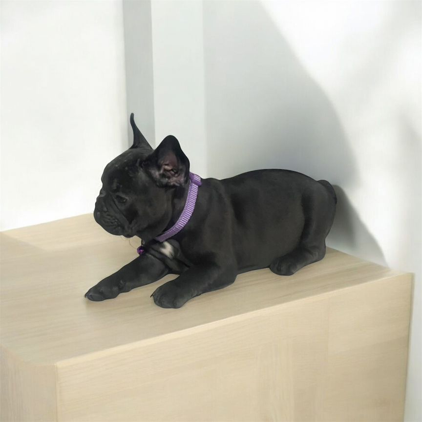 Французик голубых кровей