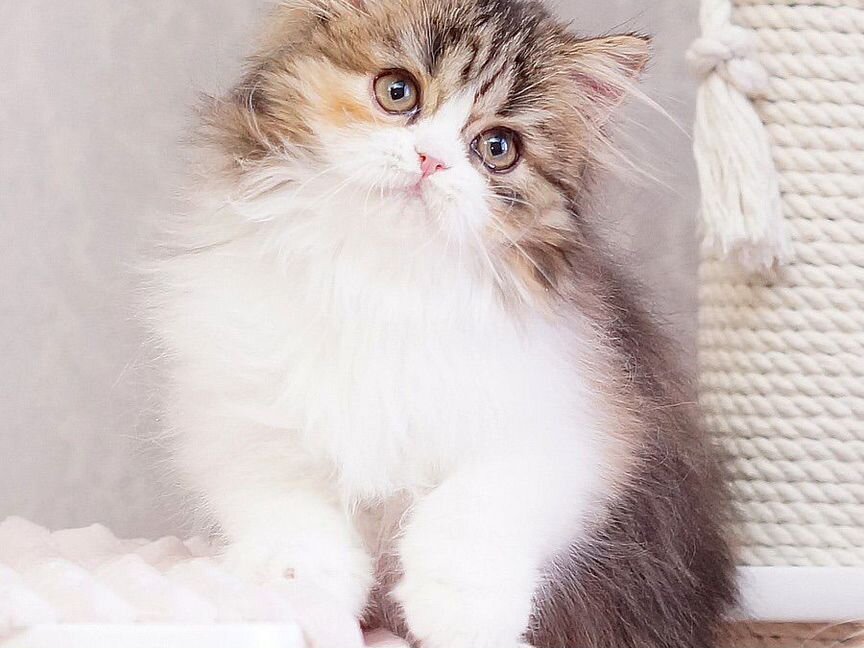 Шотландские котята, черепаховый окрас, кошечка