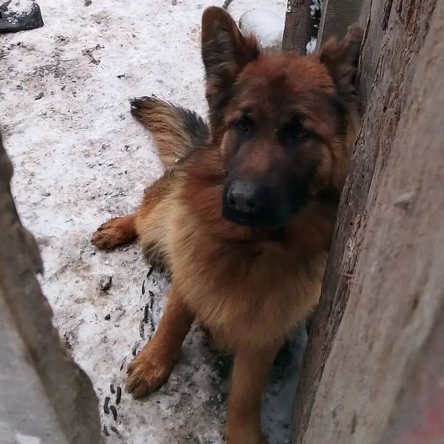 Немецкая овчарка, взрослая собака