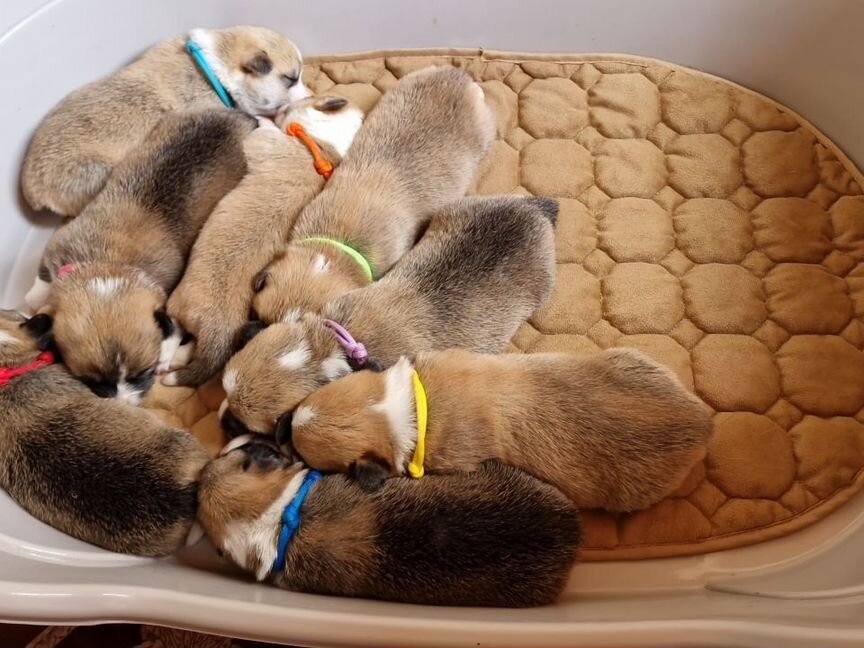 Вельш корги пемброк щенки