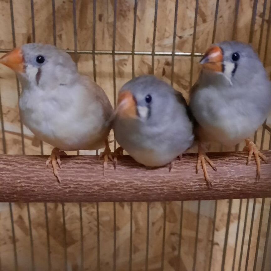 Самки амадин