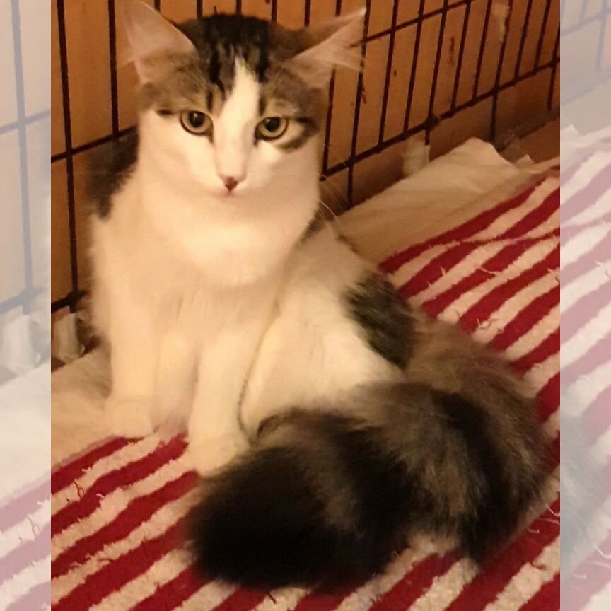 Пушистая аошечка в добрые руки