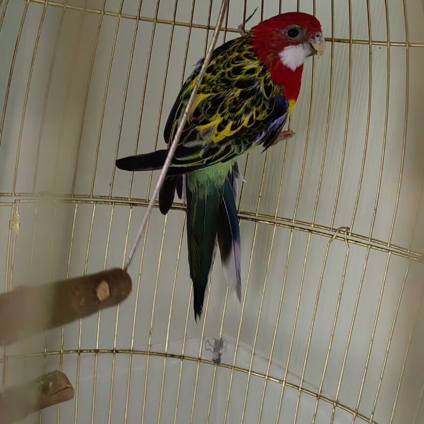 Попугай розелла