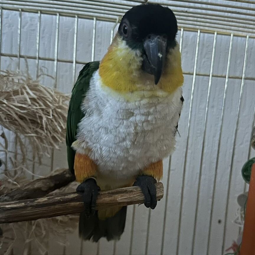 Попугай каик