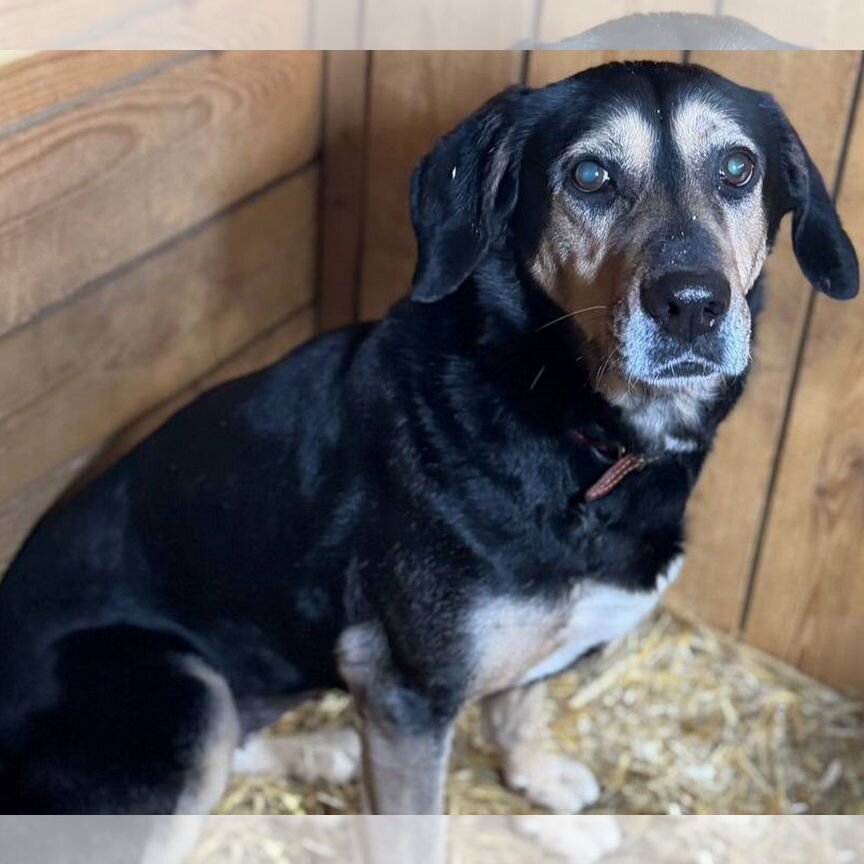 Собаки тоже плачут