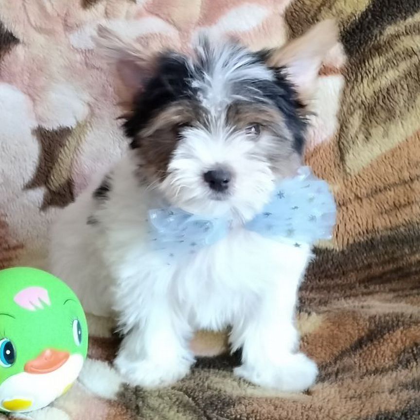 Бивер-йоркширский терьер, щенок