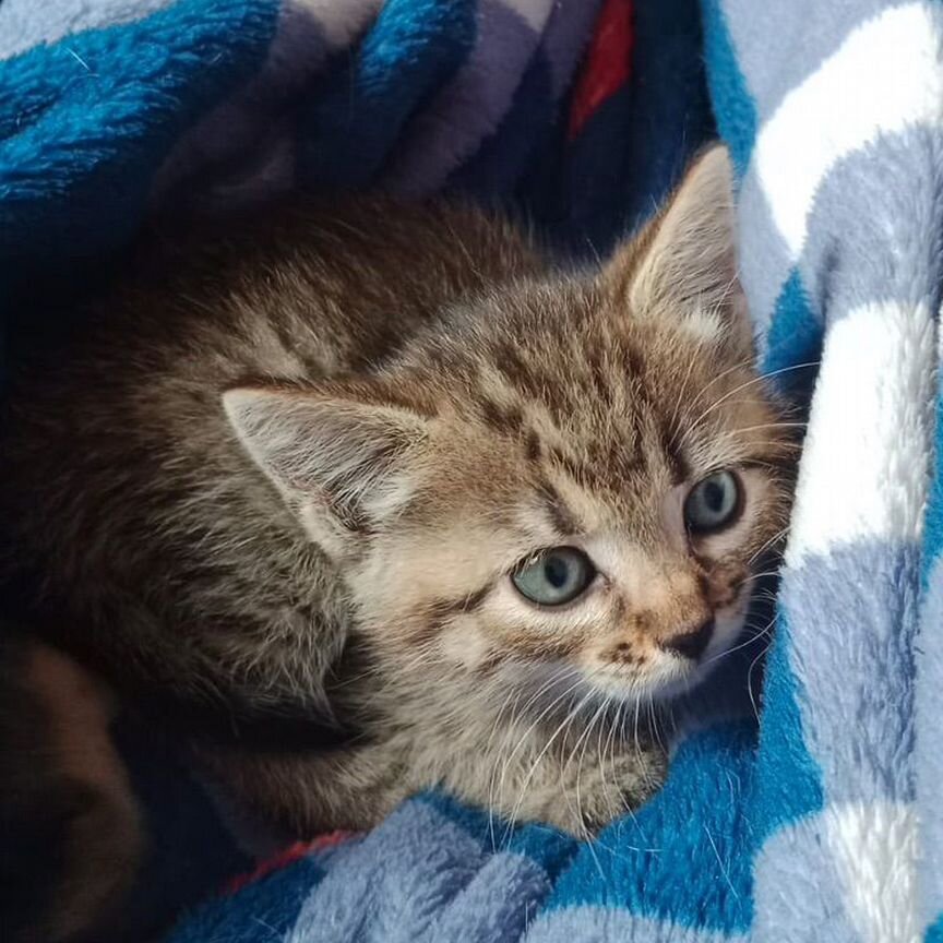 Котенок