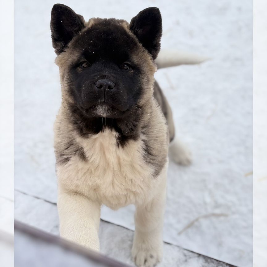 Американская акита, щенок