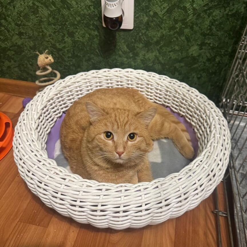 Кот