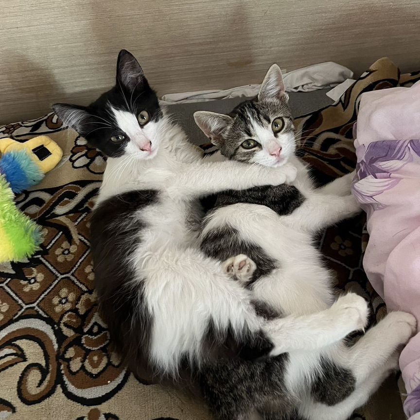Котики бесплатно в добрые руки