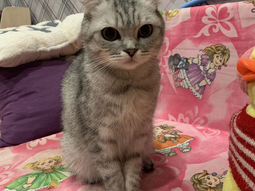 Шотландская кошечка
