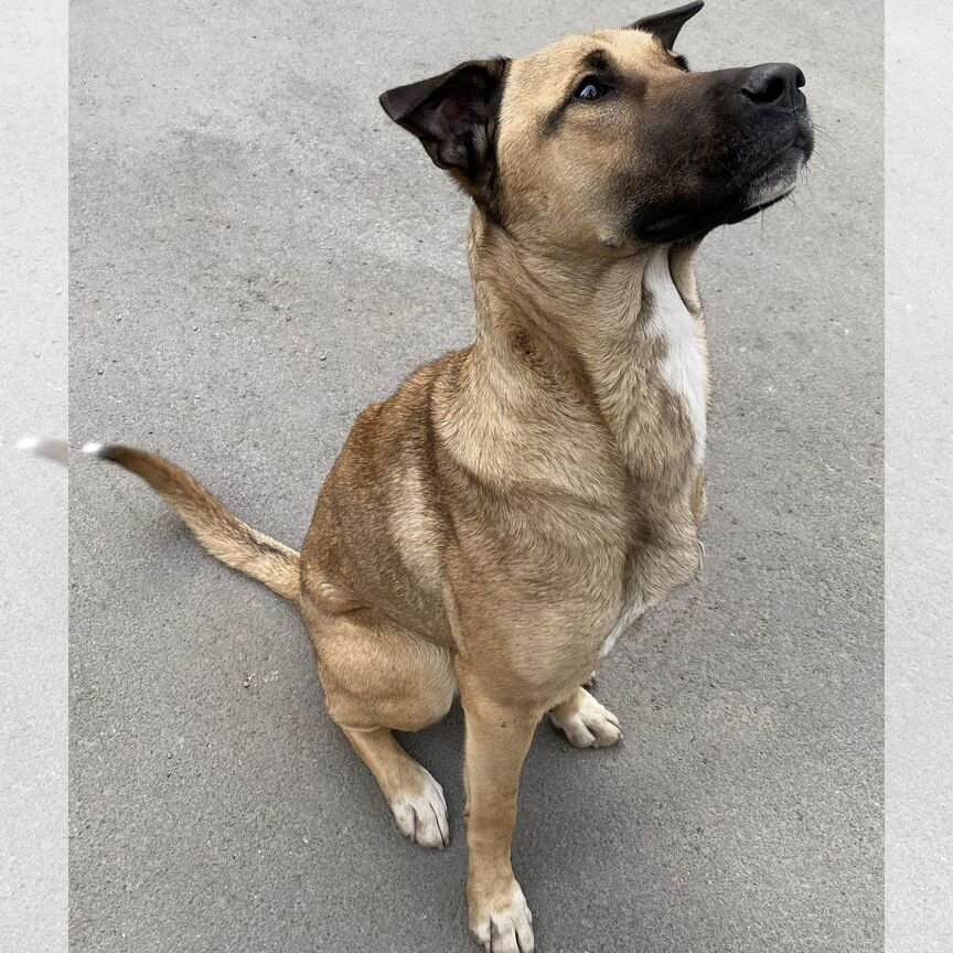 Взрослая собака в добрые руки