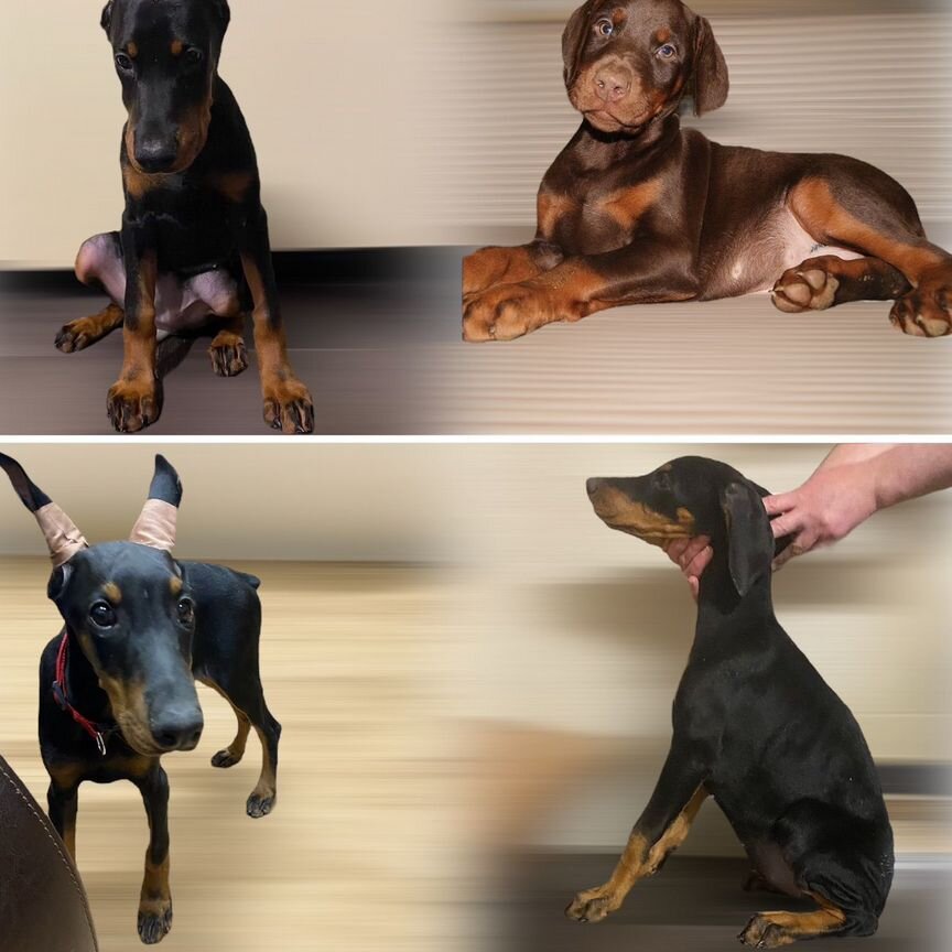 Породные доберманчики р к ф