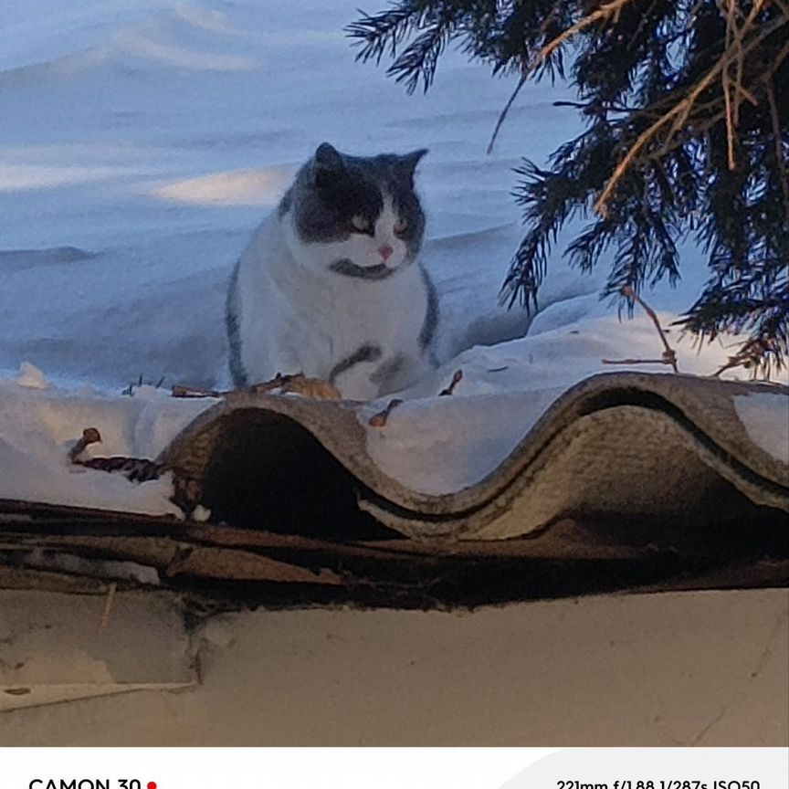 Спасите котика