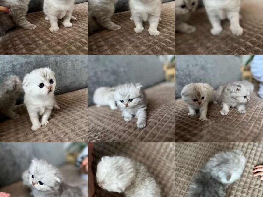 Шатланские вислоухие котята