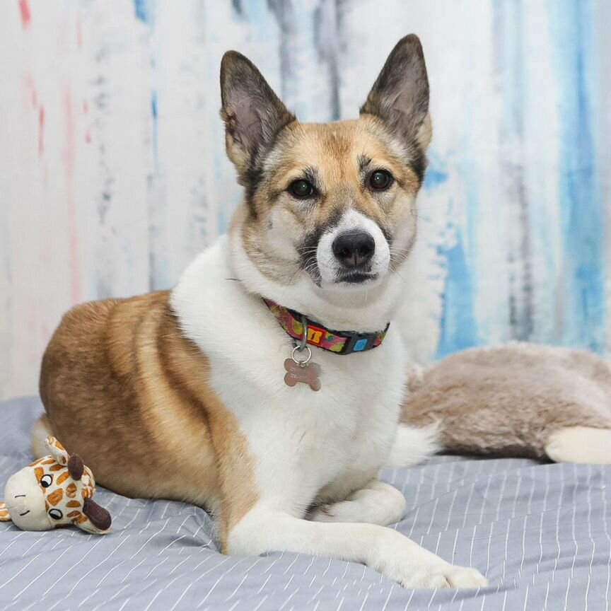 Взрослая собака в добрые руки