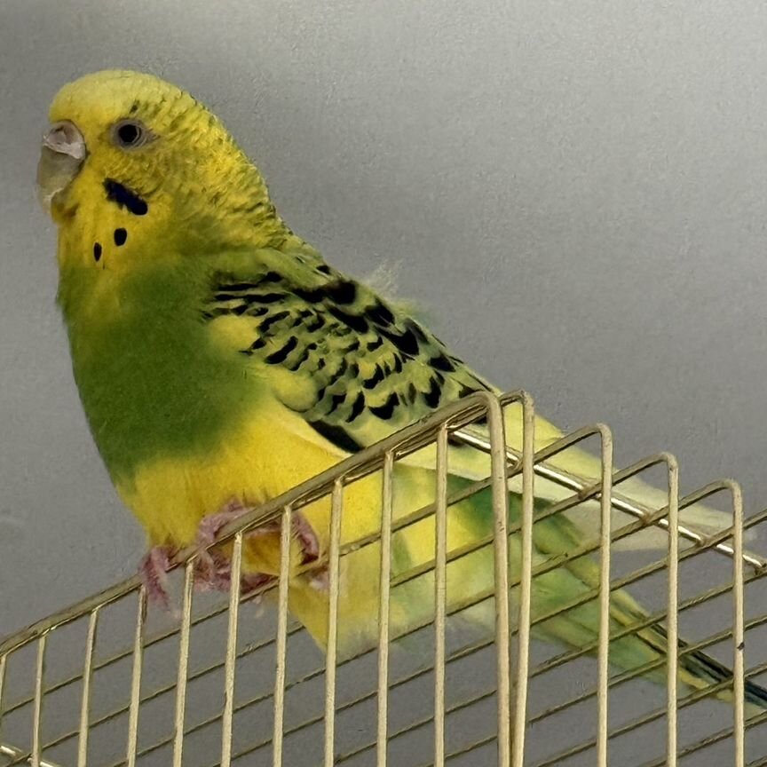 Волнистый попугай девочка