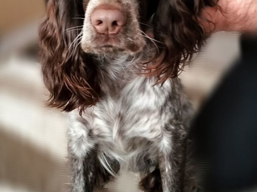 Русский спаниель вязка