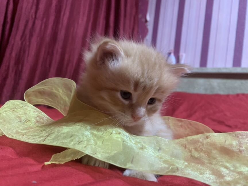 Милые комочки счастья