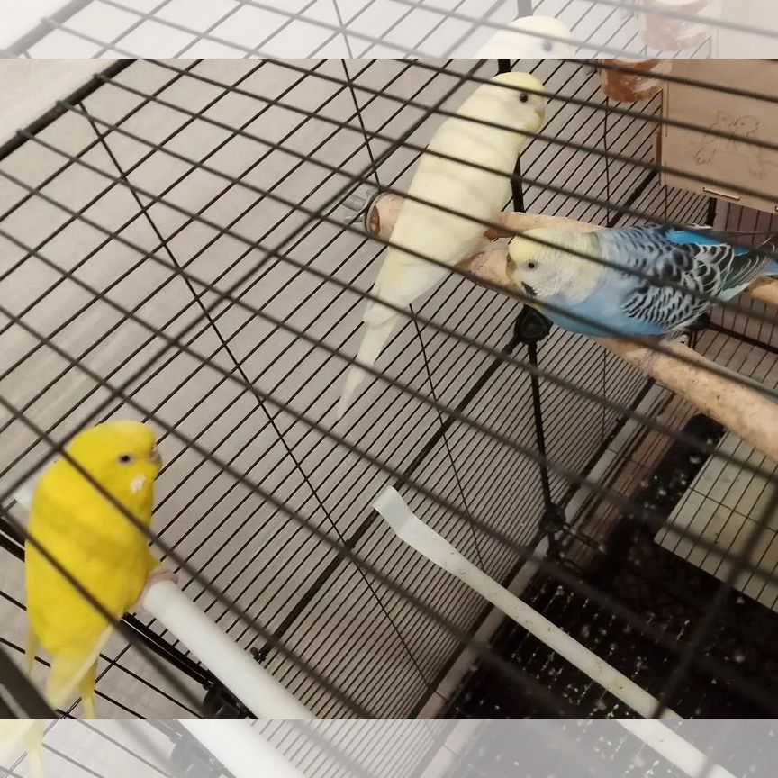 Волнистый попугай с клеткой