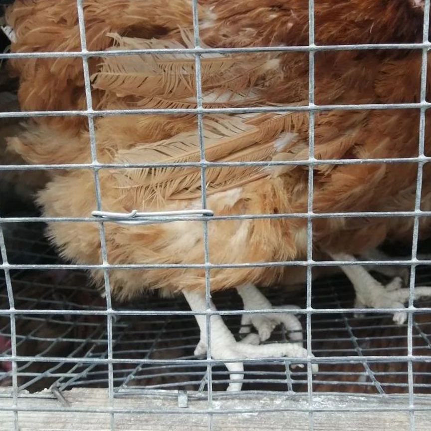 Куры несушки