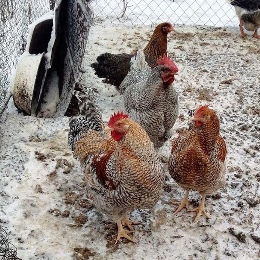 Петухи Мехеленской кукушки (Малина), Билефелдеры