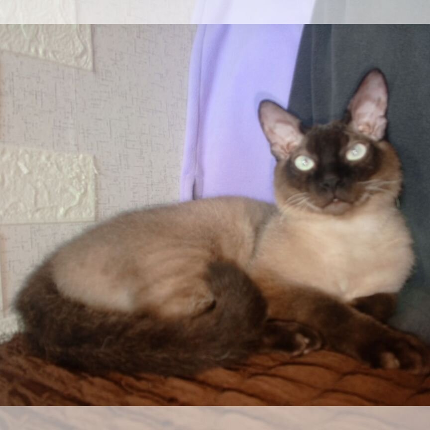 Донской сфинкс котёнок