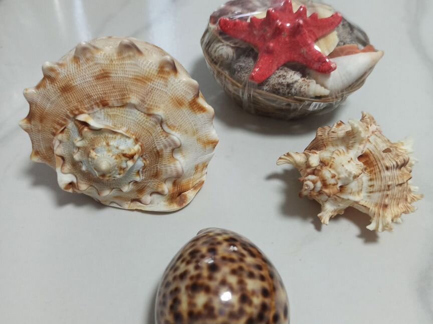 Морские ракушки раковины