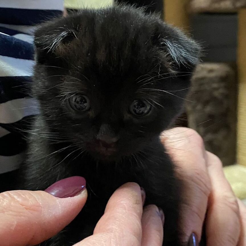 Продажа кошек и котят