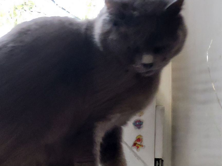Котика предали хозяева, ищет дом