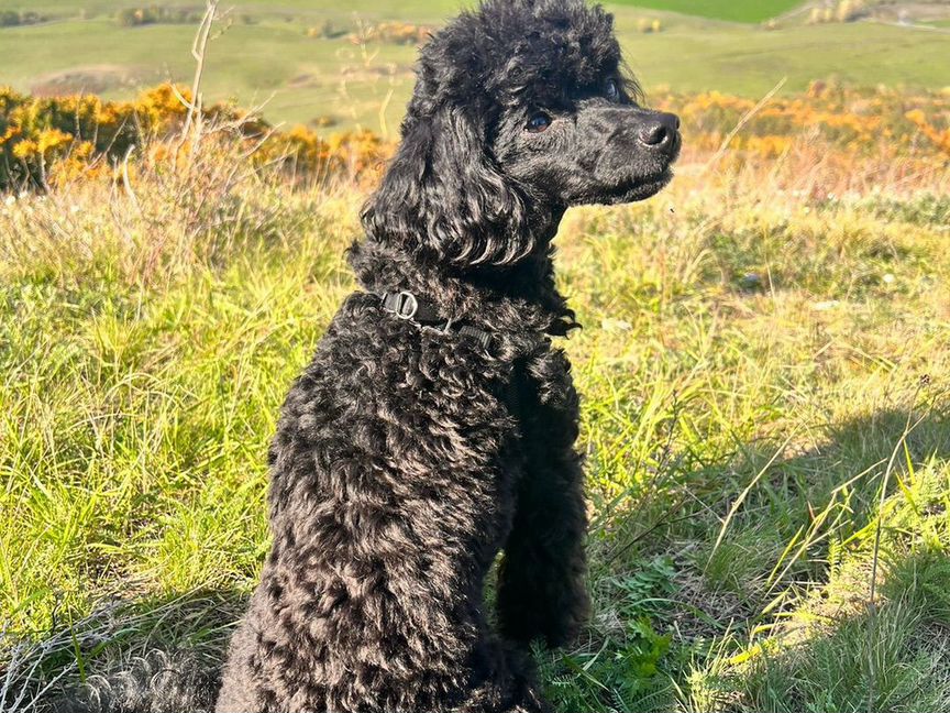 Случка кабель Той-пудель