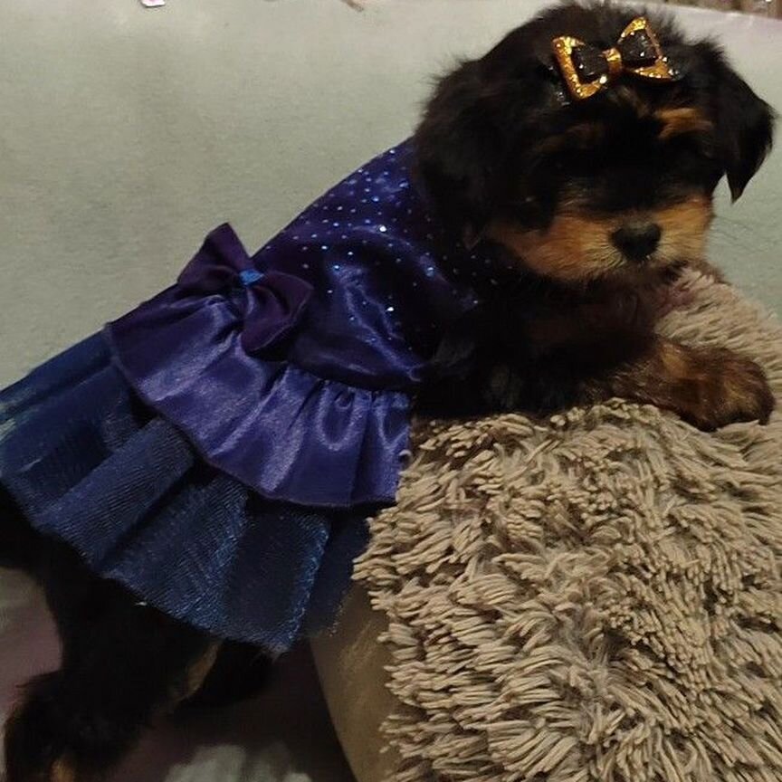 Йоркширский терьер, щенок