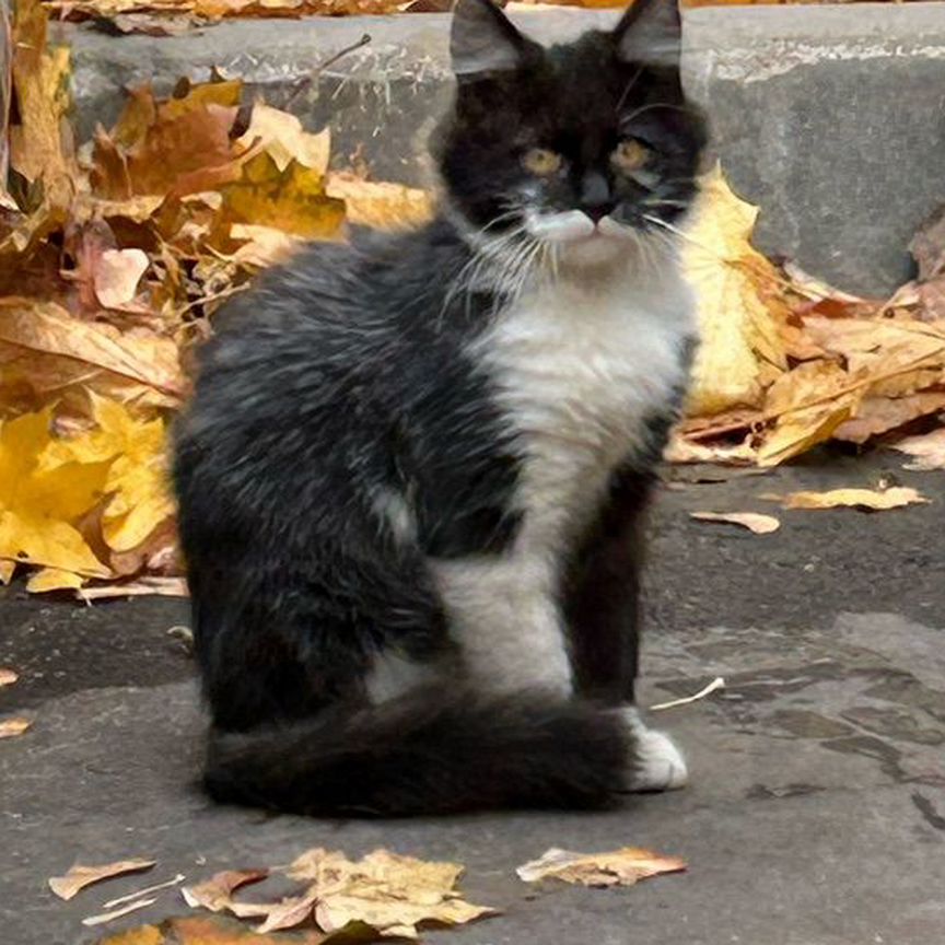 Котёнок погибает на парковке