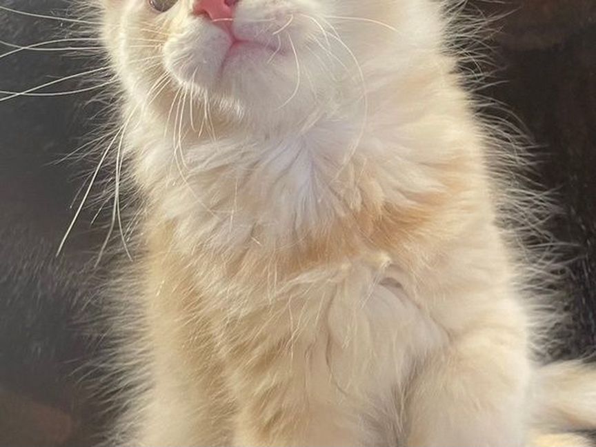 Котенок мейн-кун