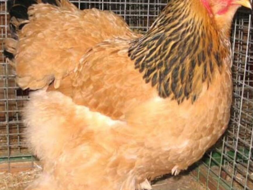 Брама куропатчатая курица