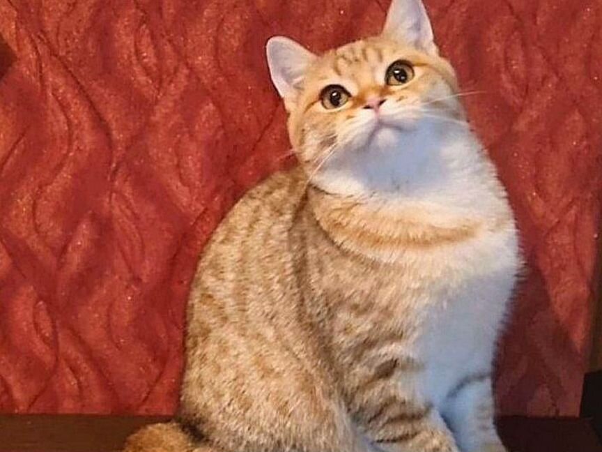 Шиншилловый золотой котик