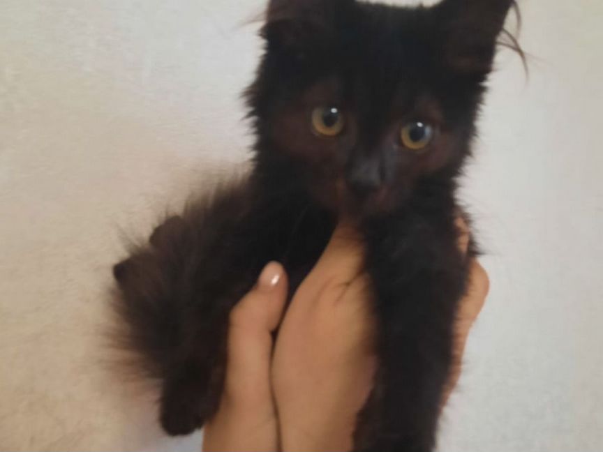 Котёнок