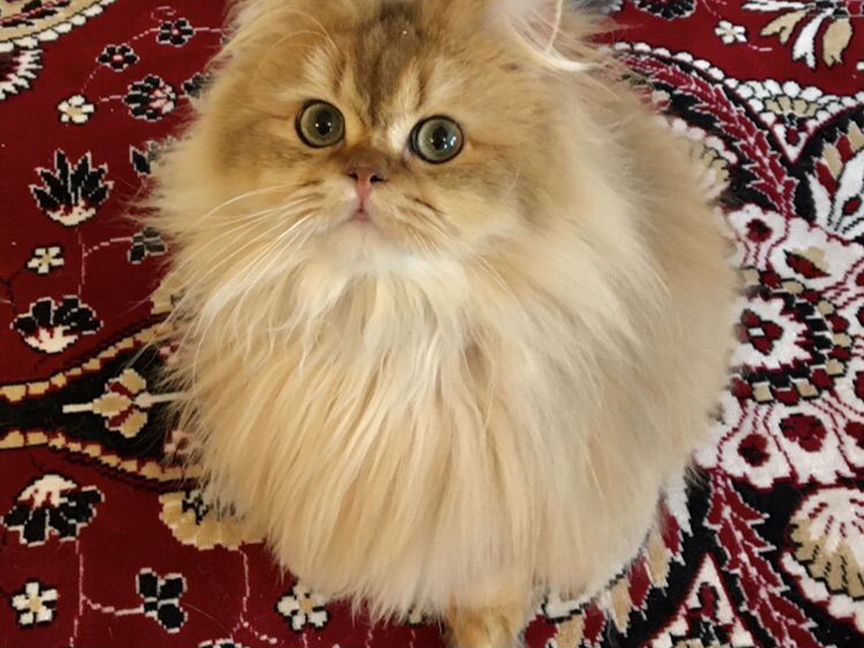 Котики прямоухие и вислоухие на вязку