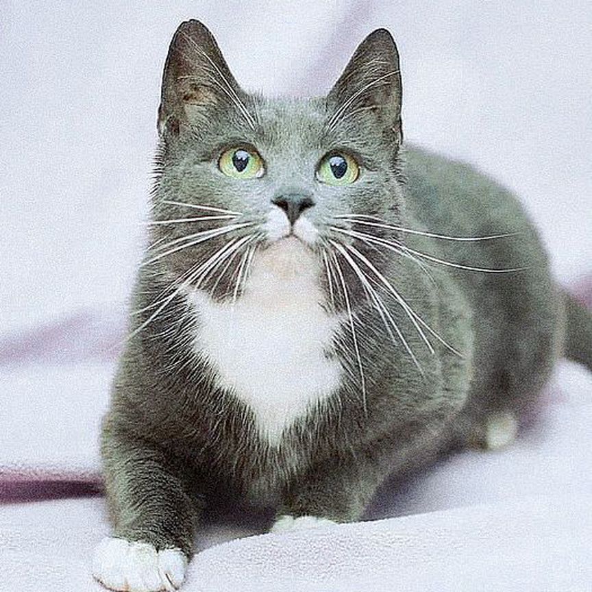 Взрослый кот в добрые руки