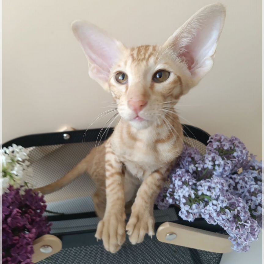 Ориентальный котёнок