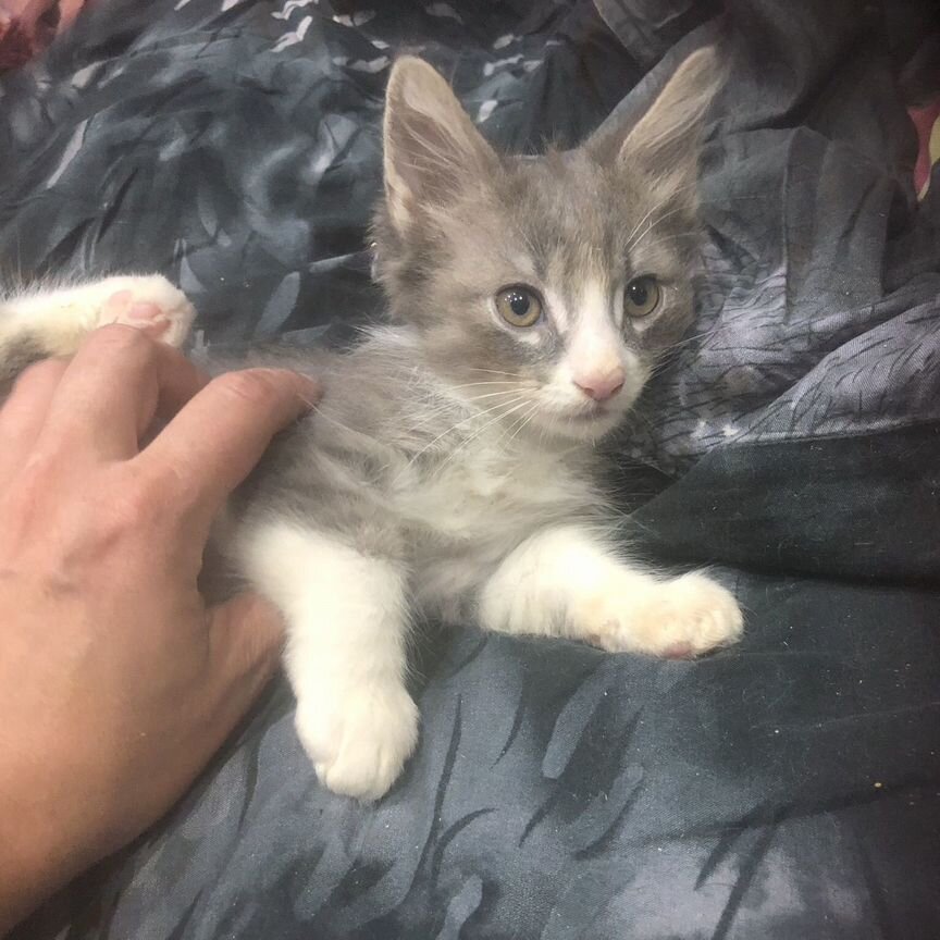 Котята 3-4 мес