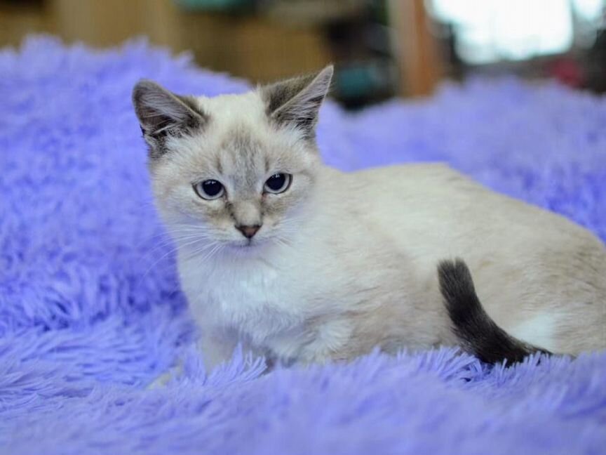 Тайский котенок мальчик в дар