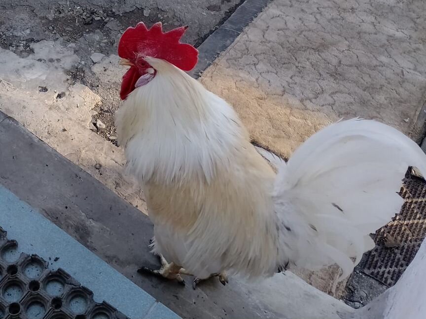 Отдам бесплатно петуха, возраст 2 года
