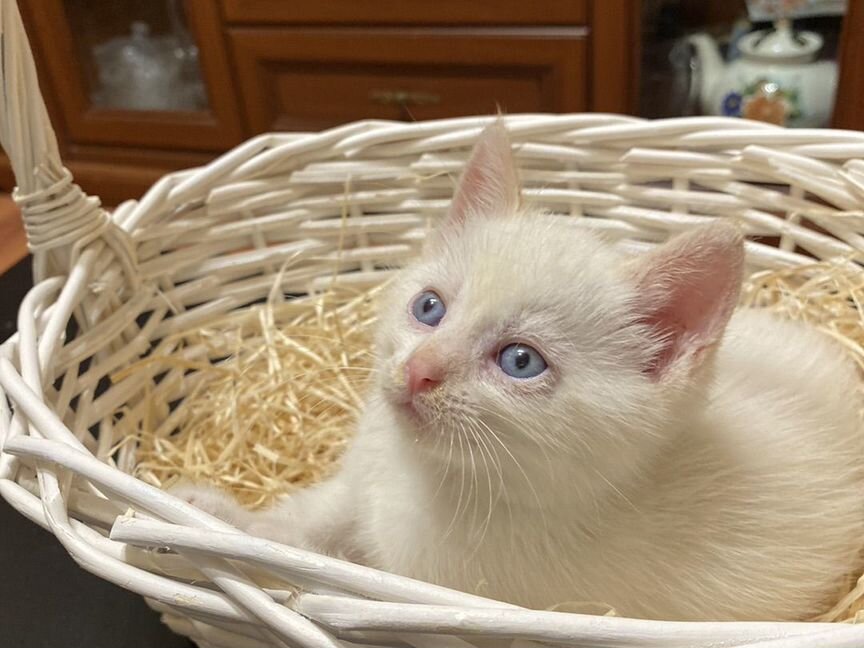 Отдам в добрые руки белого котенка
