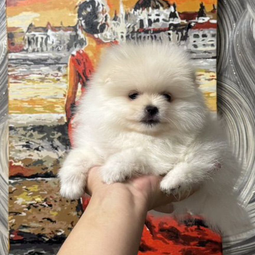 Померанский шпиц, щенок