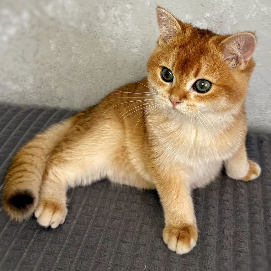 Британский короткошёрстный котёнок