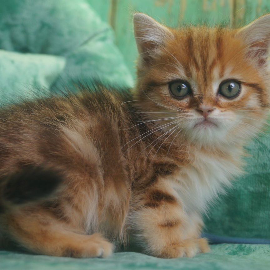 Расписной котик