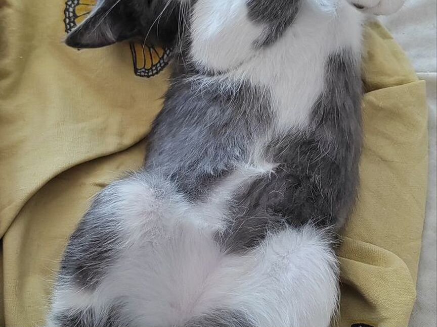 Британский Котенок бесплатно