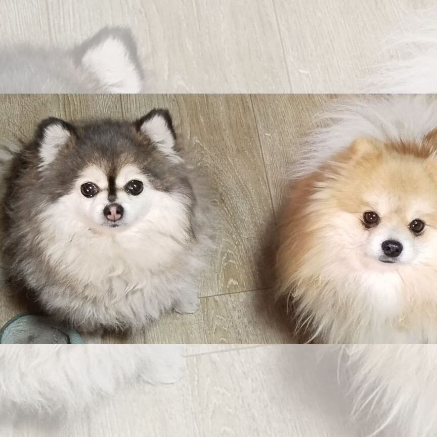 Померанский шпиц, щенок