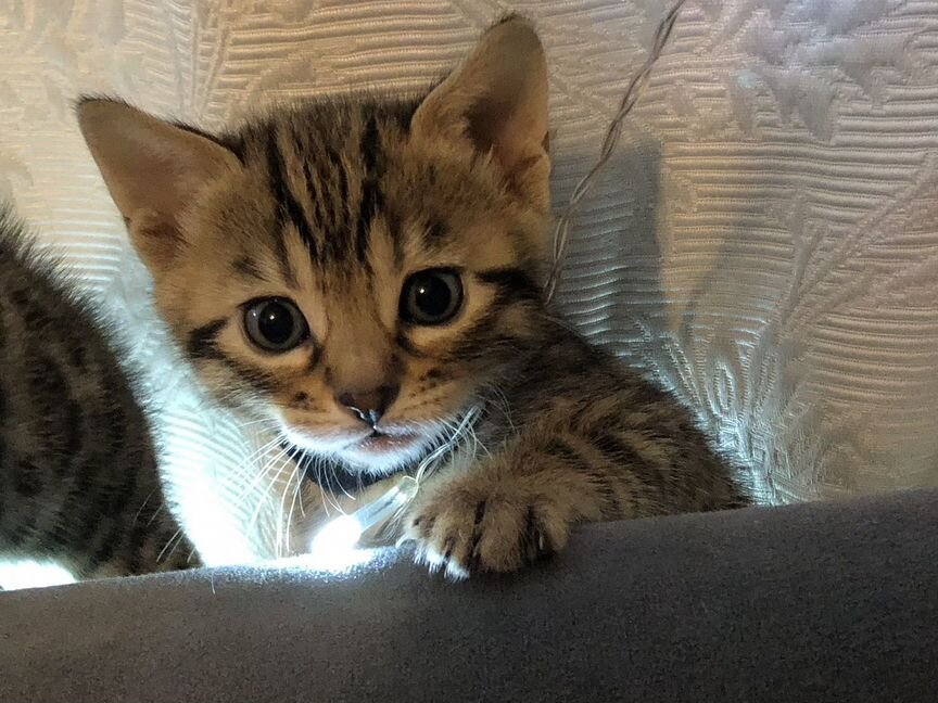 Бенгальские котята